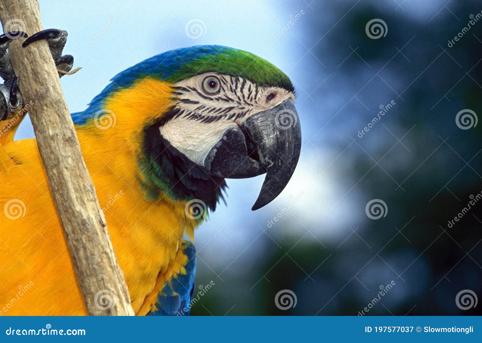 Blue-and-Yellow Macaw, Ara Ararauna Stock Image - Image of color ...