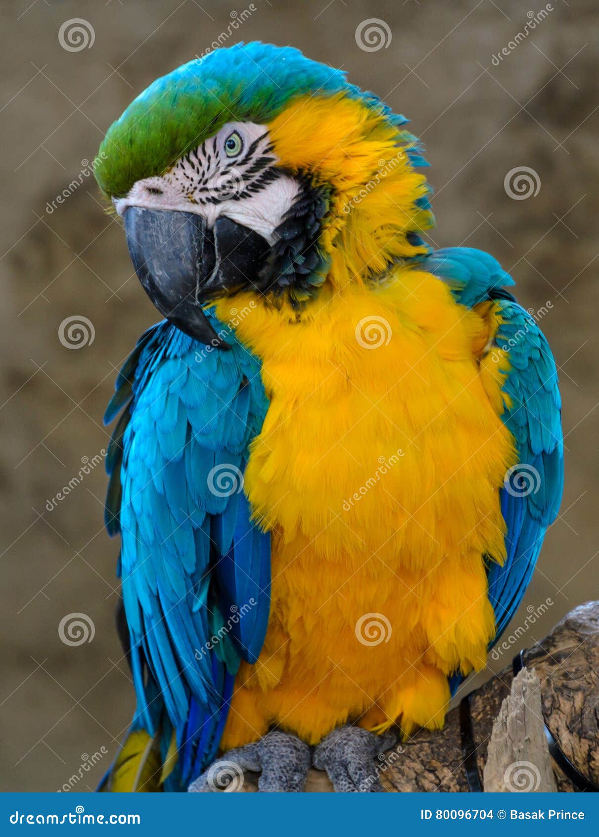 Blue-and-yellow Macaw (Ara Ararauna), Macaw Parrot Stock Photo - Image ...