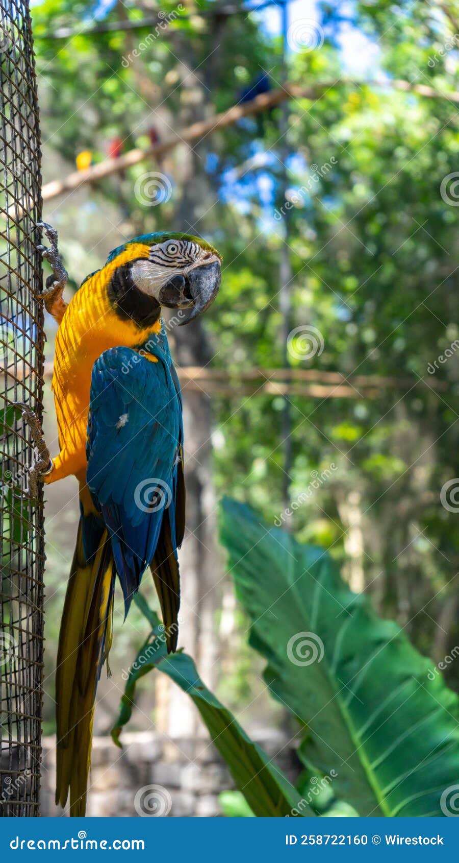 Blue-and-yellow Macaw (Ara Ararauna) at the Zoo Stock Photo - Image of ...