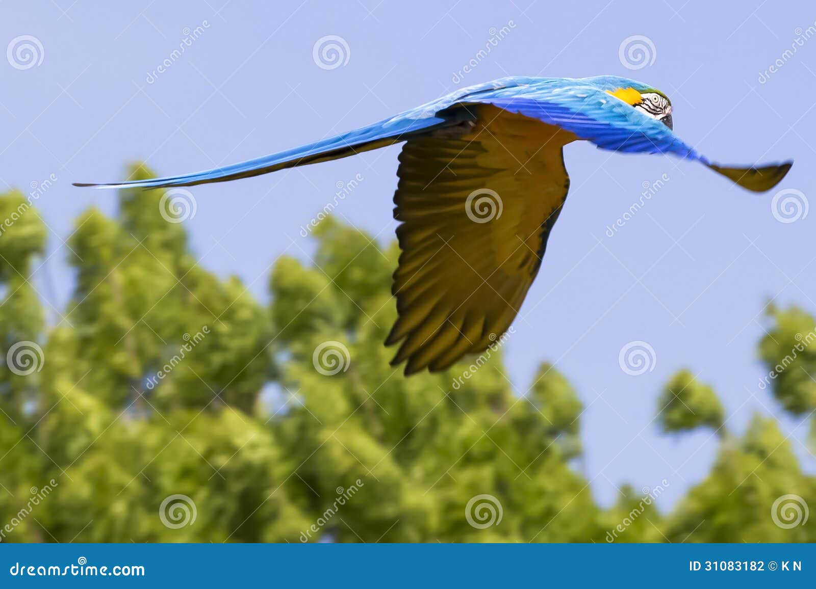 Blue Yellow Macaw / Ara Parrot in Flight Stock Photo - Image of amazon ...