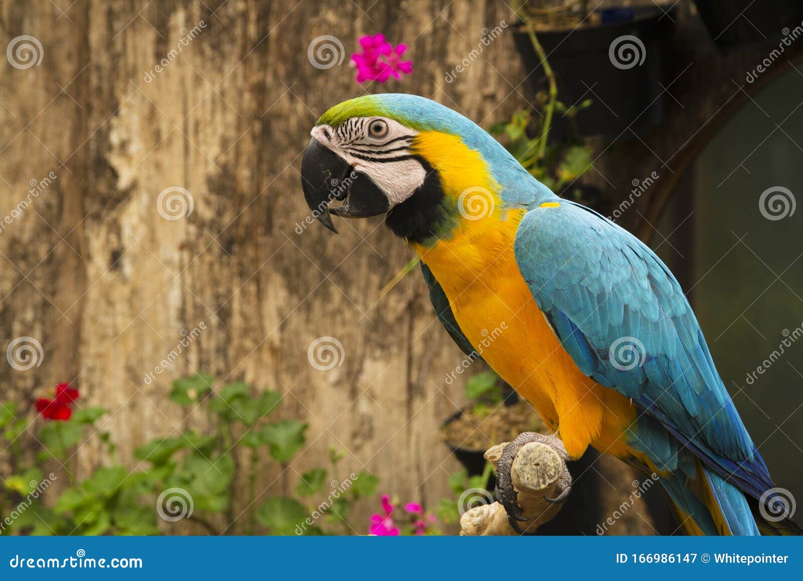 Bird Aviary Mesh Netting Royalty-Free Stock Photography | CartoonDealer ...