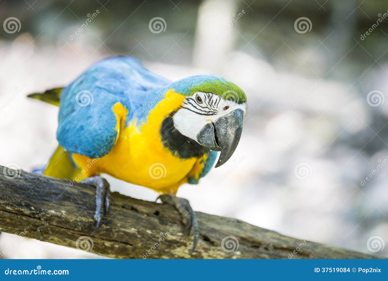 Blue yellow macaw stock photo. Image of parrot, bird - 37519084