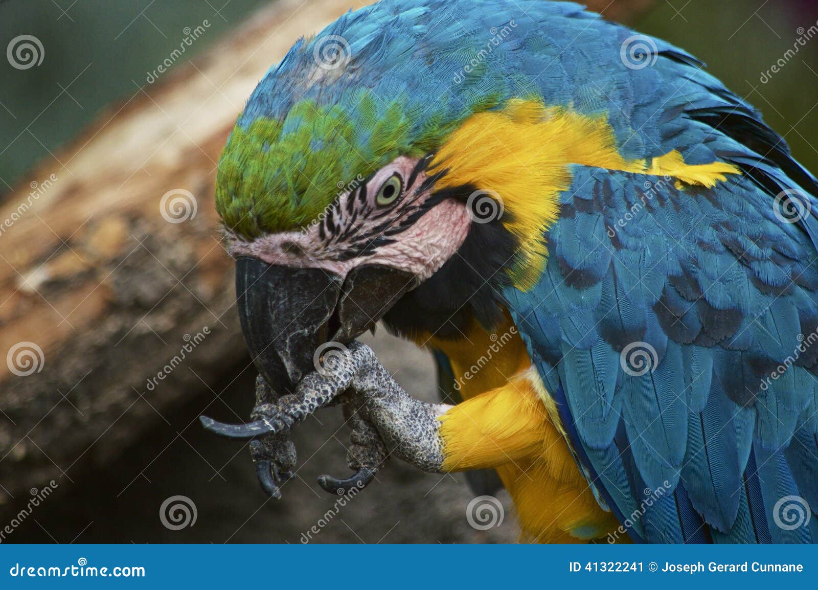 Blue and Yellow Macaw Feeding from Claw Stock Image - Image of feeding ...