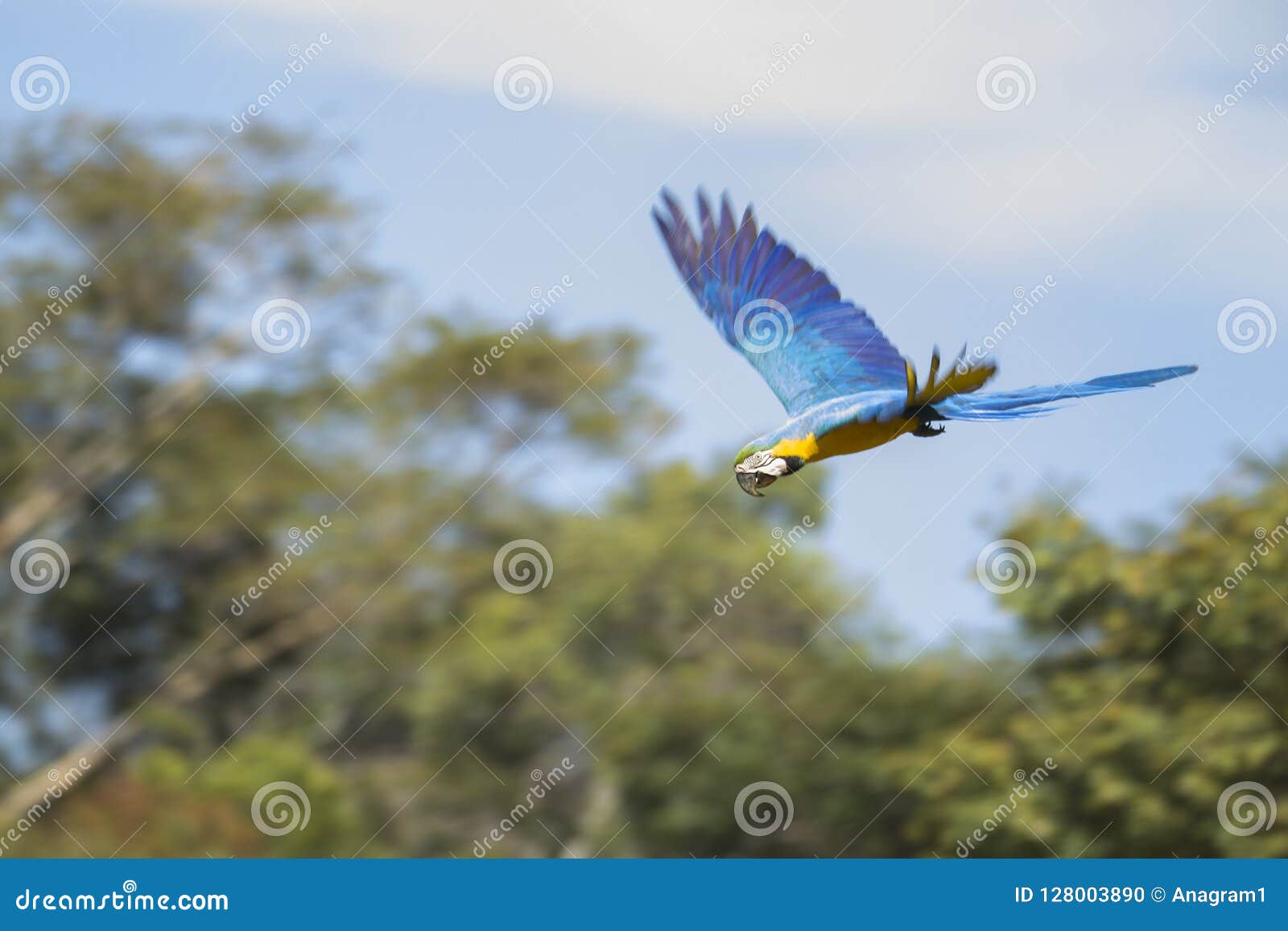 Blue and Yellow Macaw in Flight Stock Photo - Image of feather, yellow ...