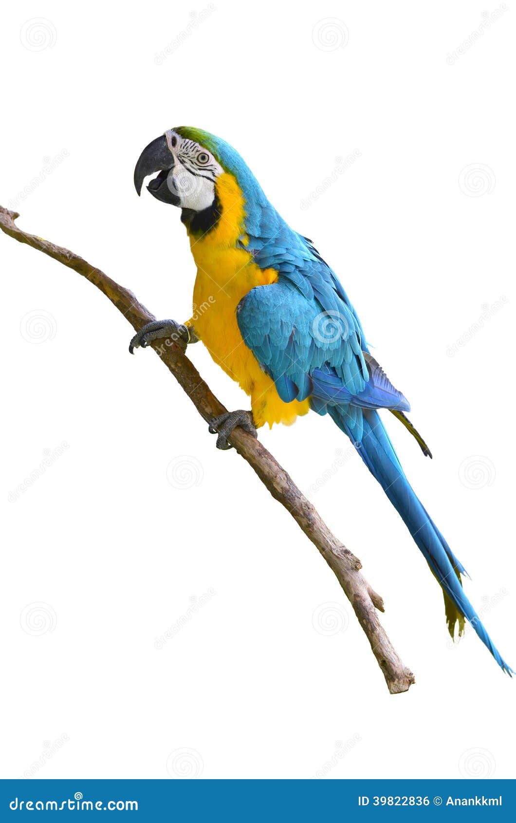 Blue Macaw Portrait. Nesting Behaviour. Hyacinth Macaw, Anodorhynchus ...