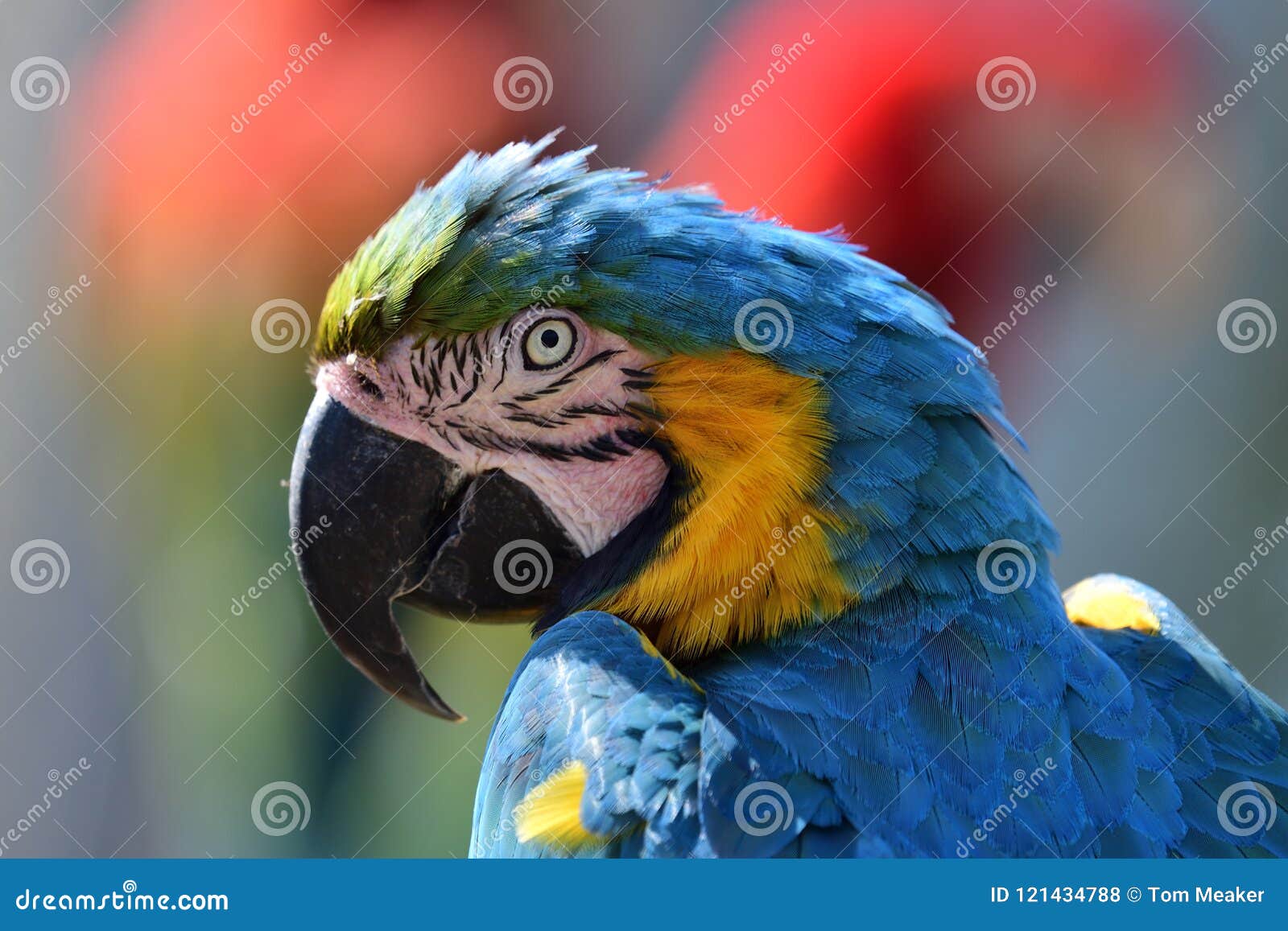 Blue and yellow macaw stock photo. Image of closeup - 121434788