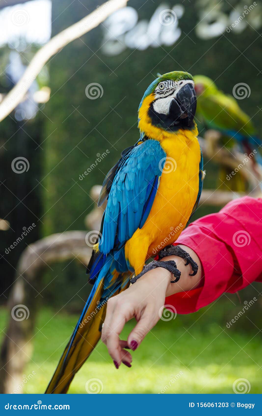 Blue and Yellow Macaw on the Human Hand Stock Image - Image of outdoor ...