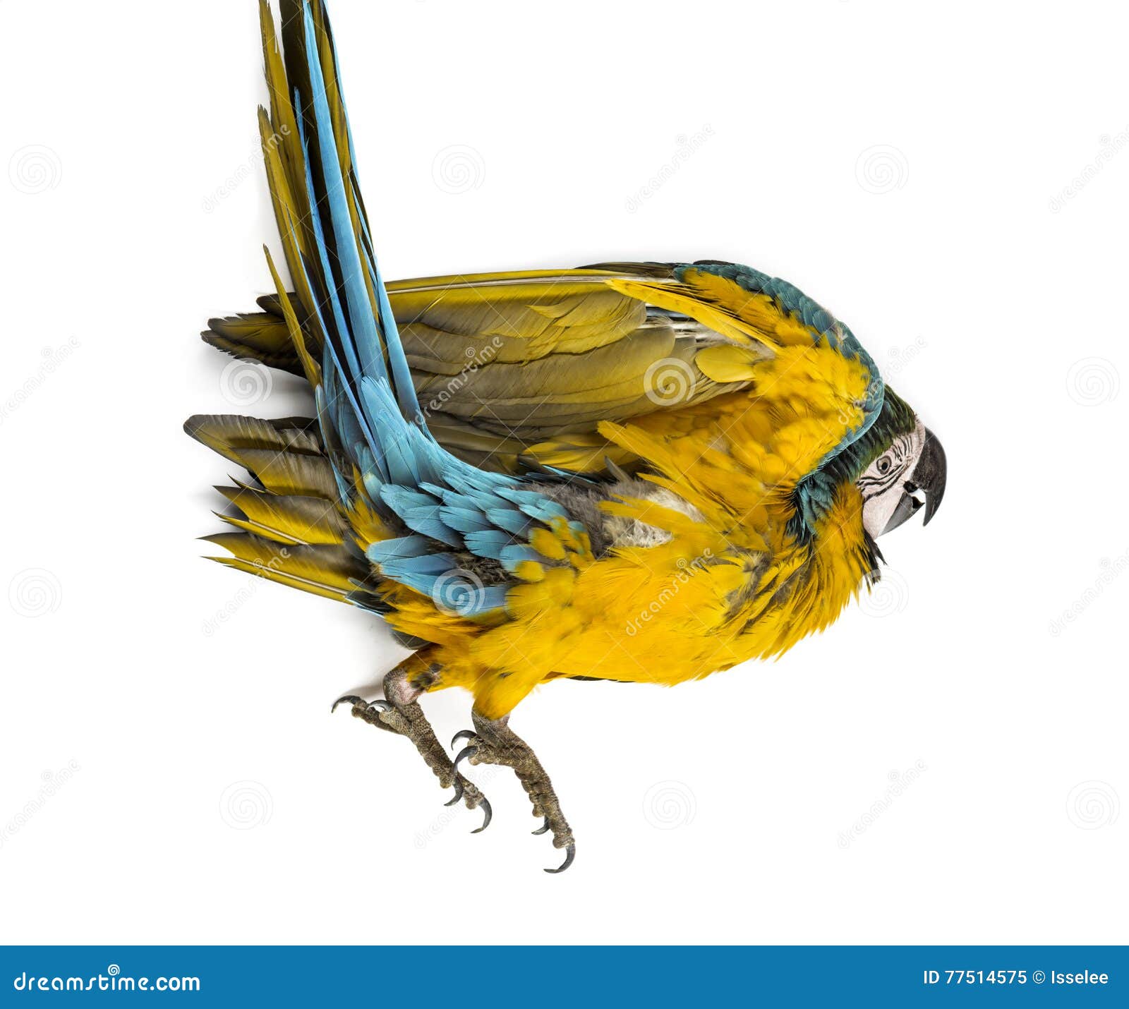 Blue-and-yellow Macaw Lying on His Back Stock Image - Image of hopeless ...