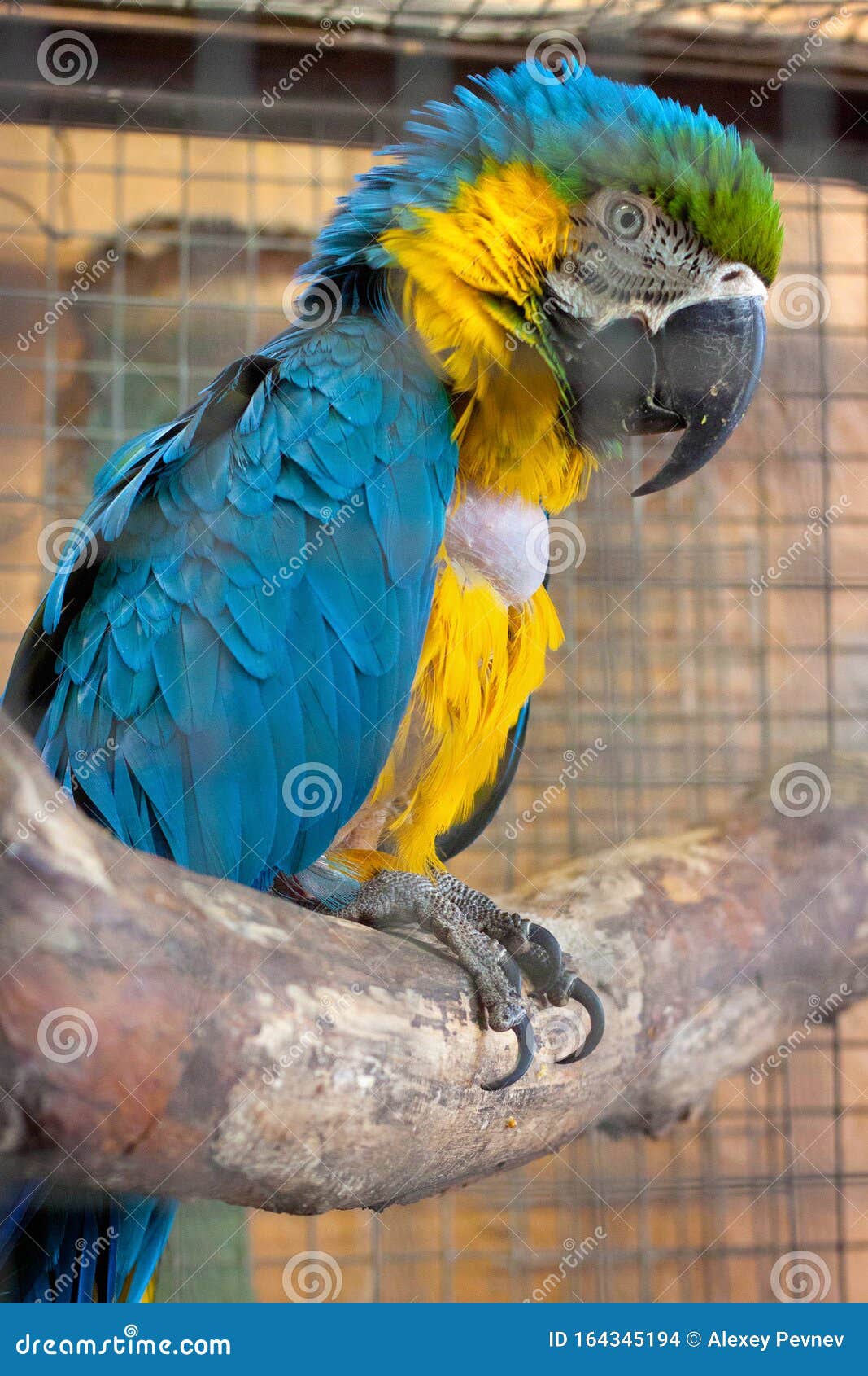 Ara Ararauna On The Branch. Blue And Yellow Macaw Sitting On A Tree ...