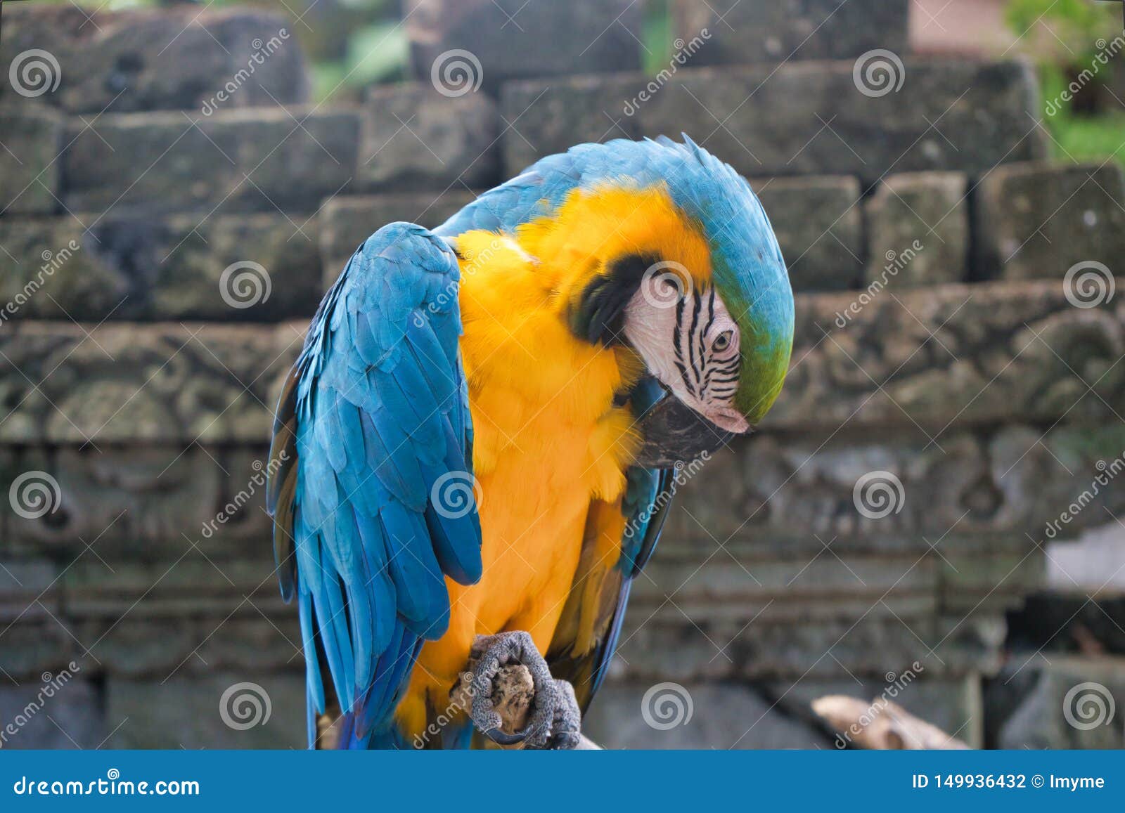 A Blue and Yellow Macaw Parrot Closeup Editorial Photography - Image of ...