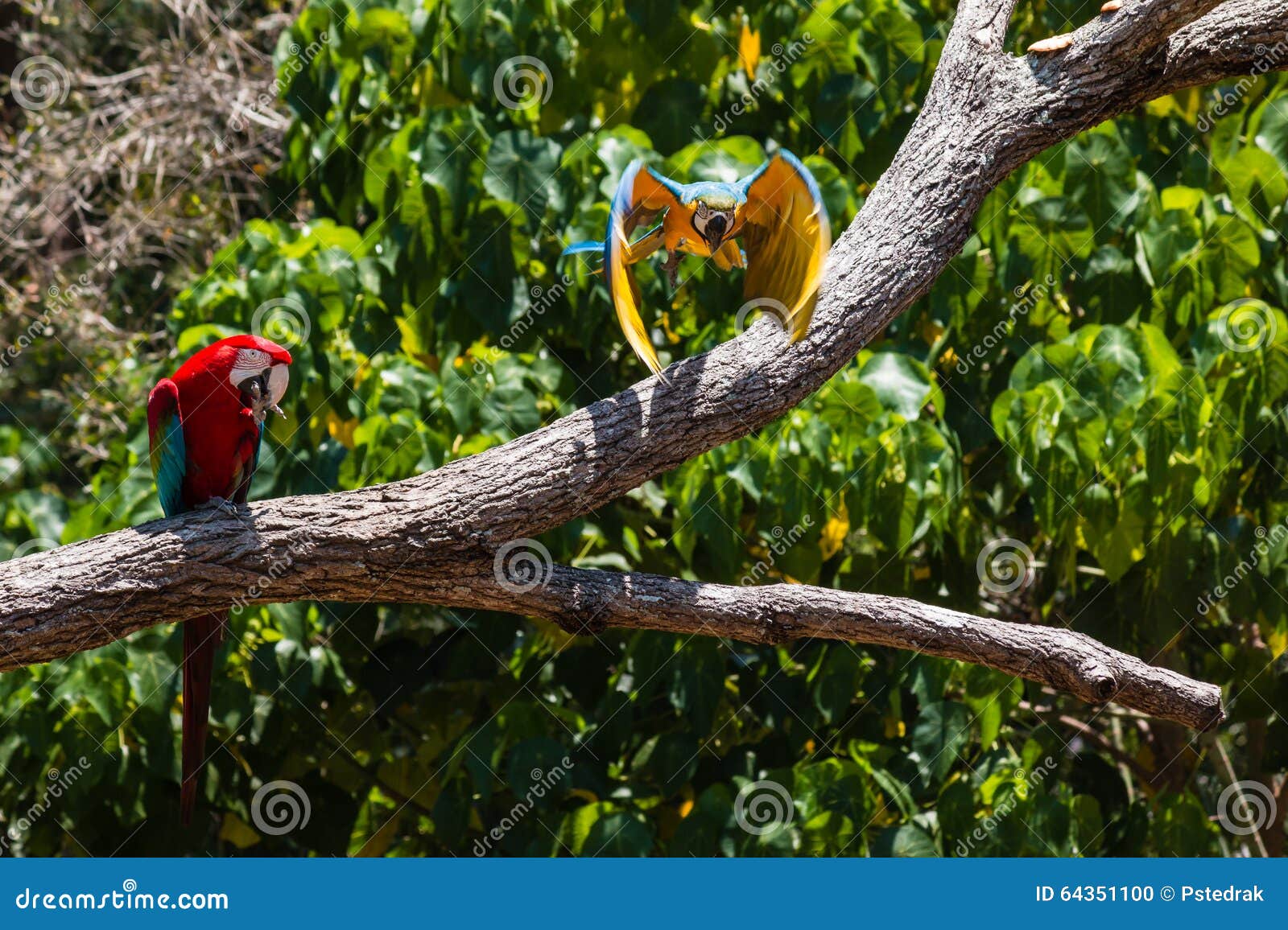 Blue and Yellow Macaw Taking Off Stock Photo - Image of macao, perched ...