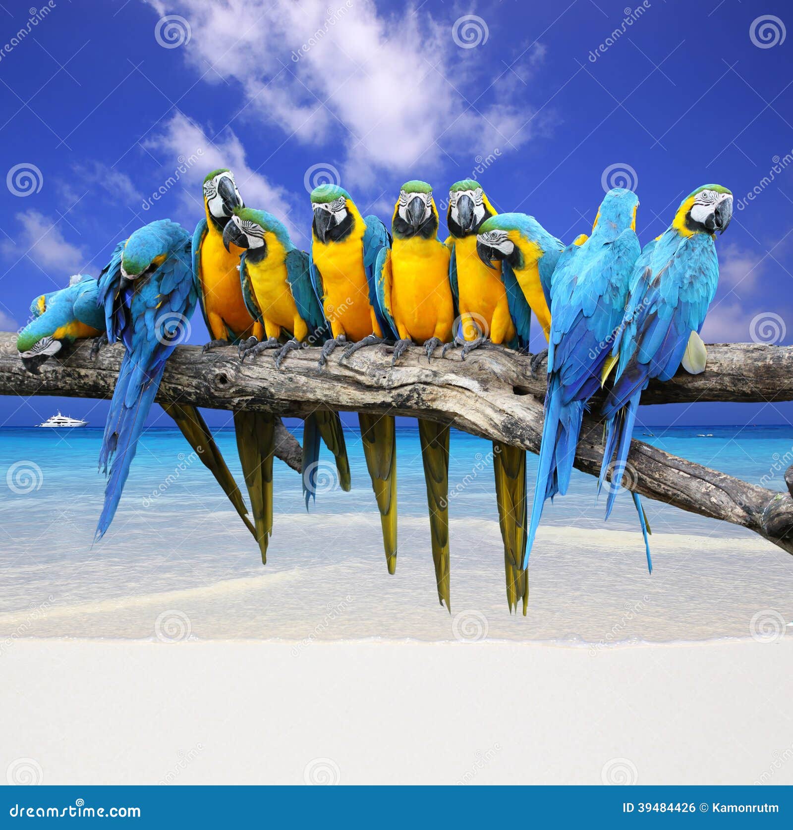 Blue and Yellow Macaw on the White Sand Beach Stock Photo - Image of ...
