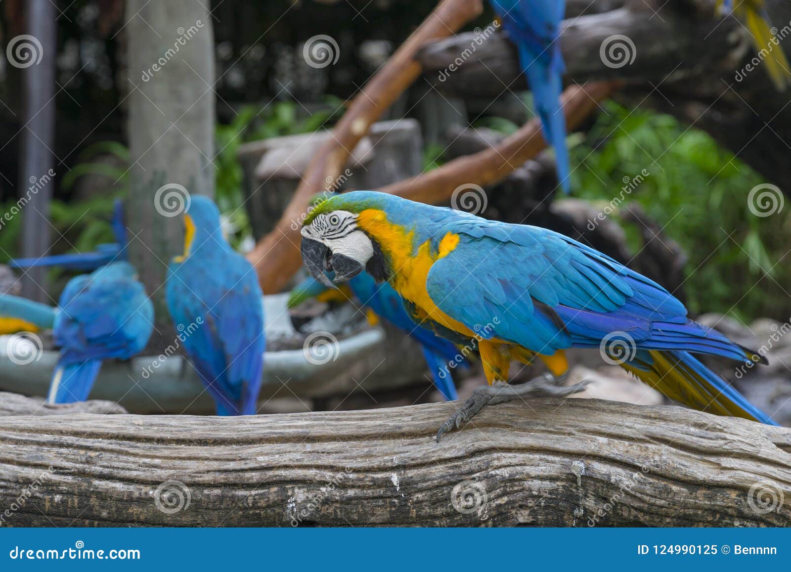 Blue-and-yellow Macaws Perching at Wood Branch Stock Image - Image of ...