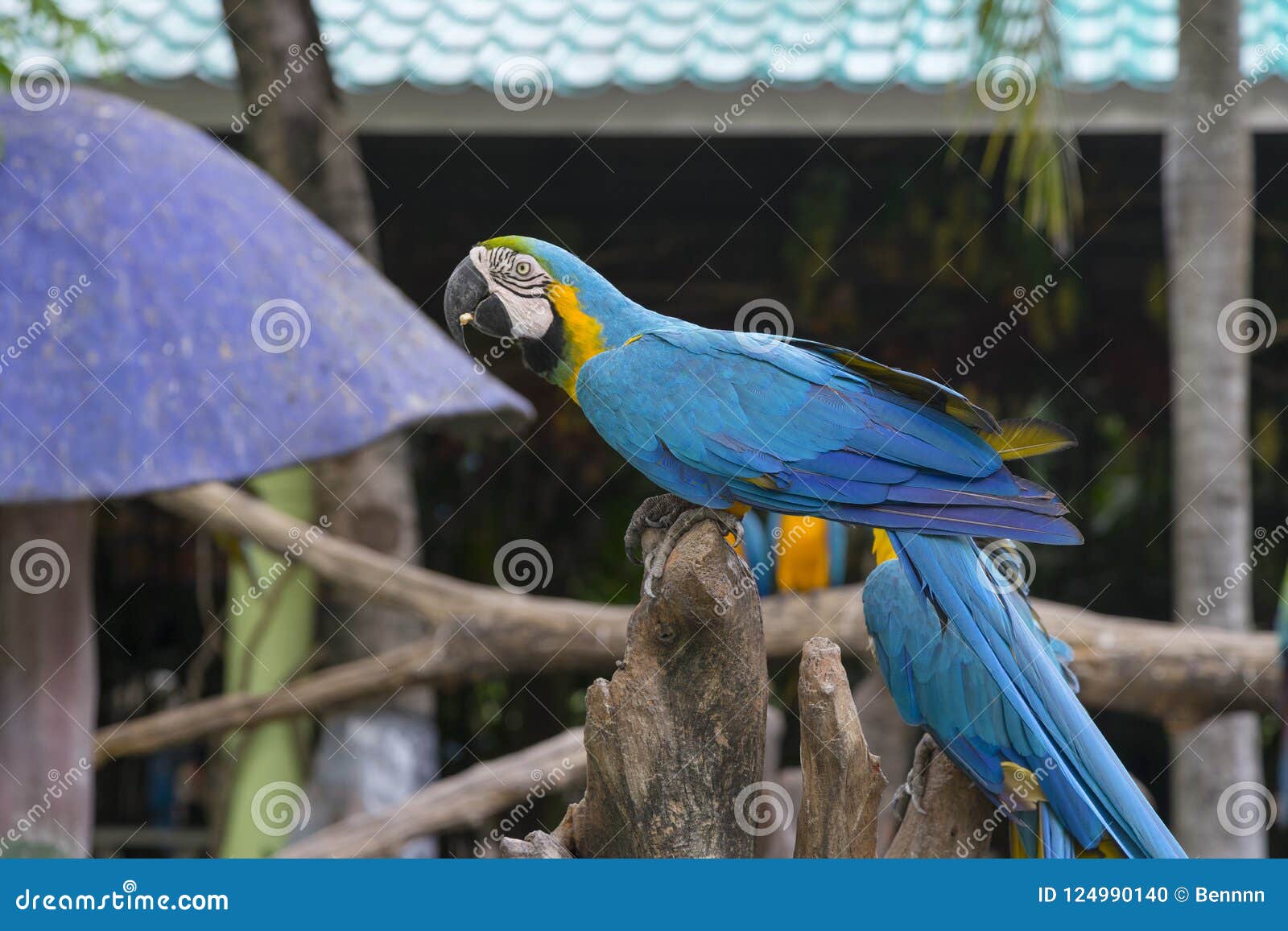 Blue-and-yellow Macaws Perching at Wood Branch Stock Photo - Image of ...