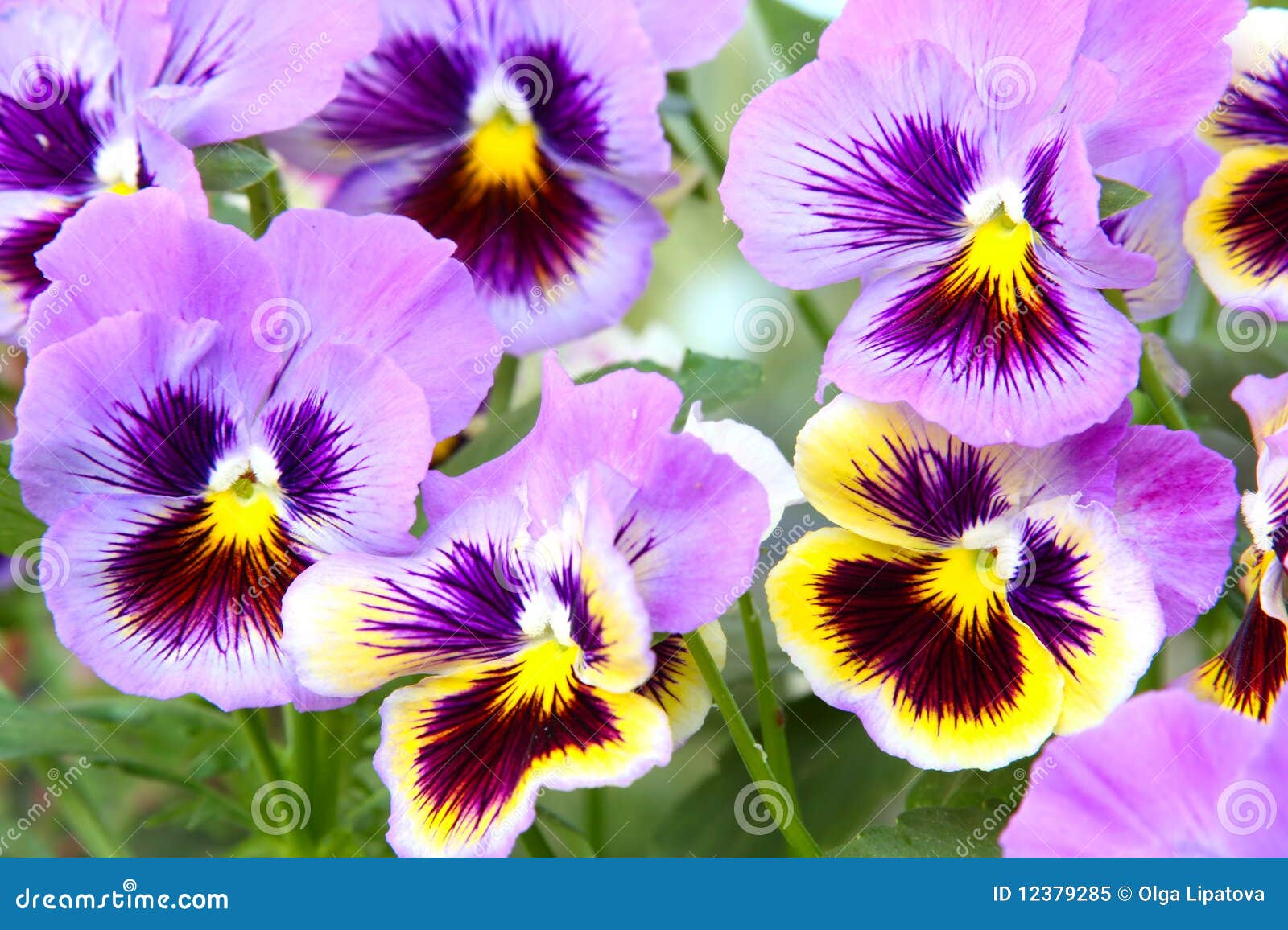 Blue and Yellow and Pansy (viola) Stock Image - Image of freshness ...