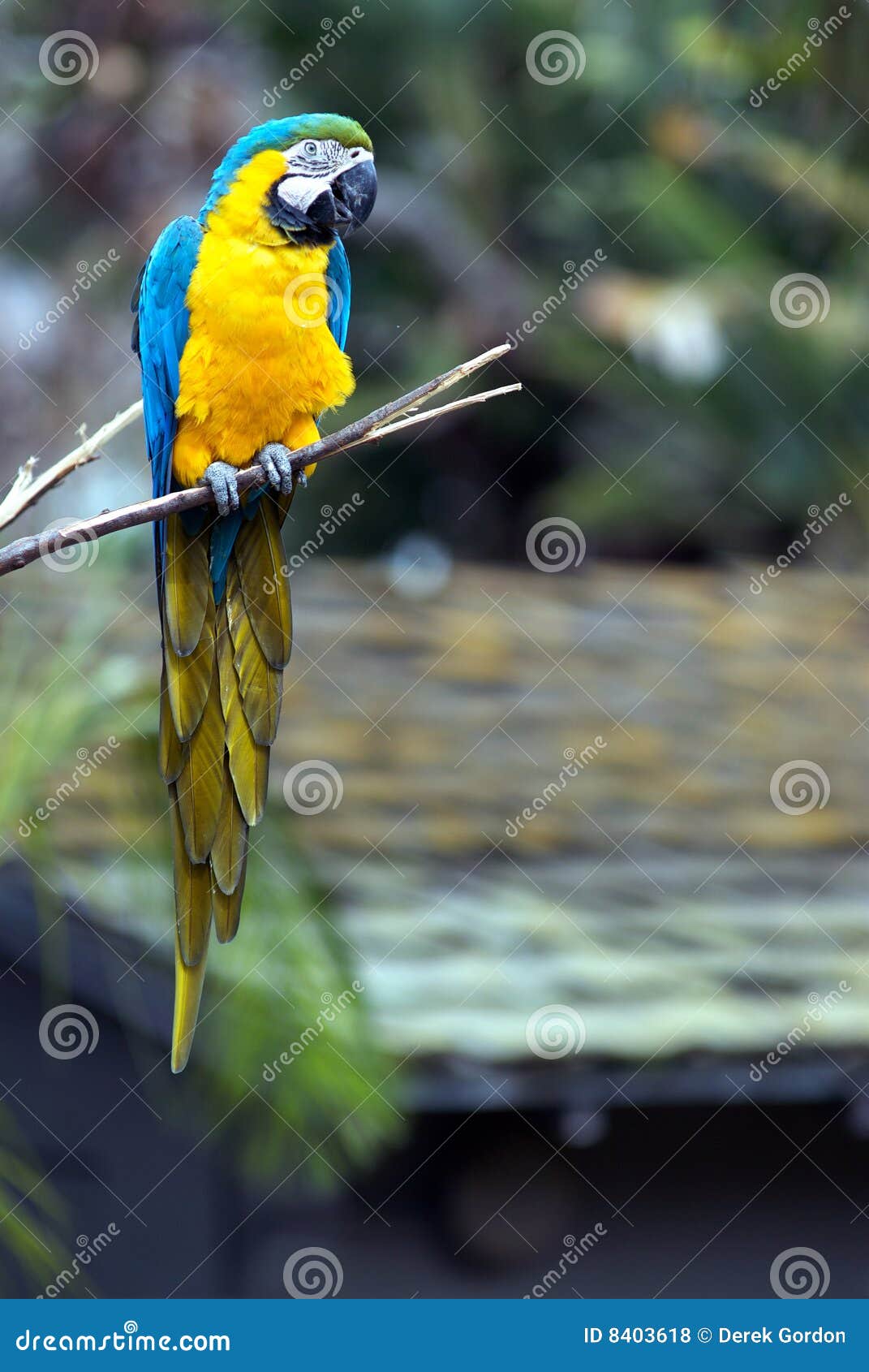 Blue and Yellow Parrot stock photo. Image of parrot, yellow - 8403618