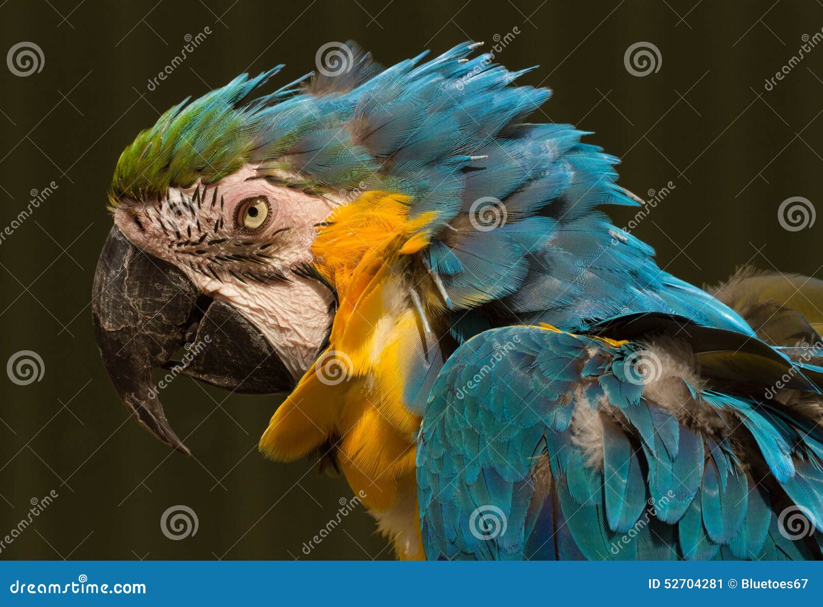 Ruffled Parrot Stock Photography | CartoonDealer.com #85079000