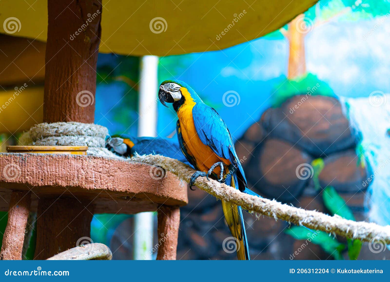Blue Yellow Parrot Macaw Sitting on Rope Stock Photo - Image of sitting ...