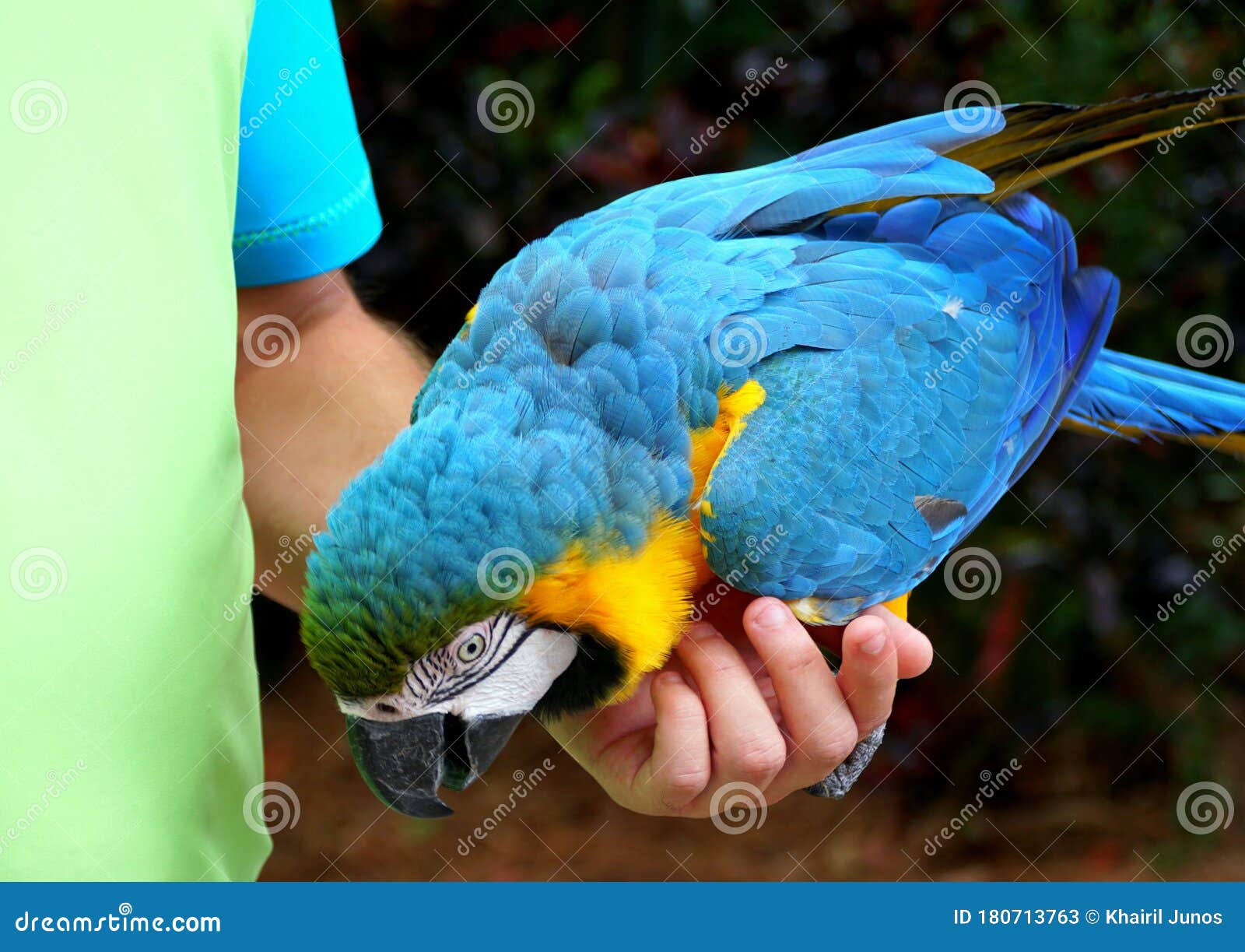 A Blue and Yellow Parrot Standing on an Arm Stock Image - Image of ...