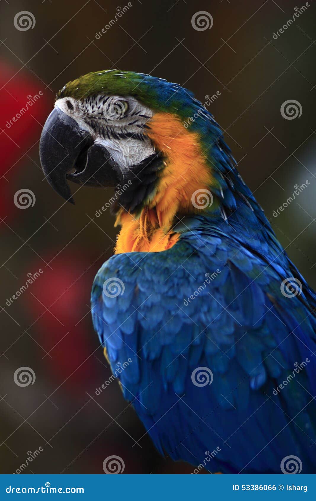Blue Yellow Parrot stock photo. Image of standing, parrot - 53386066