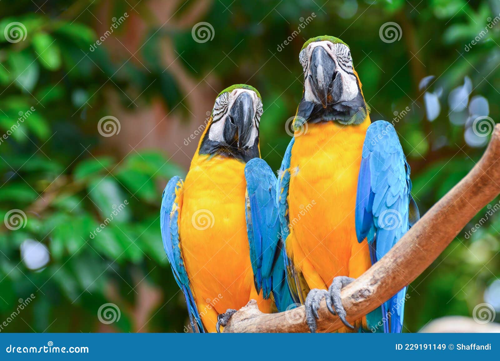 A blue and yellow parrots stock image. Image of multi - 229191149