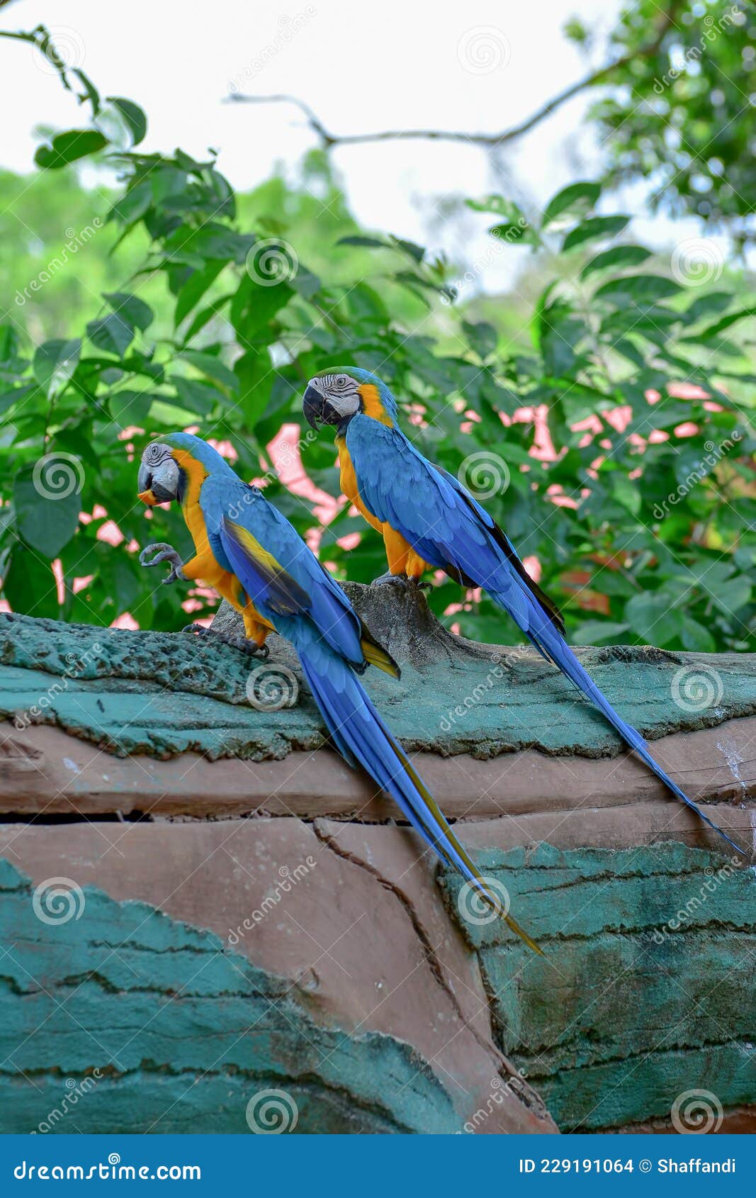 A blue and yellow parrots stock photo. Image of camera - 229191064