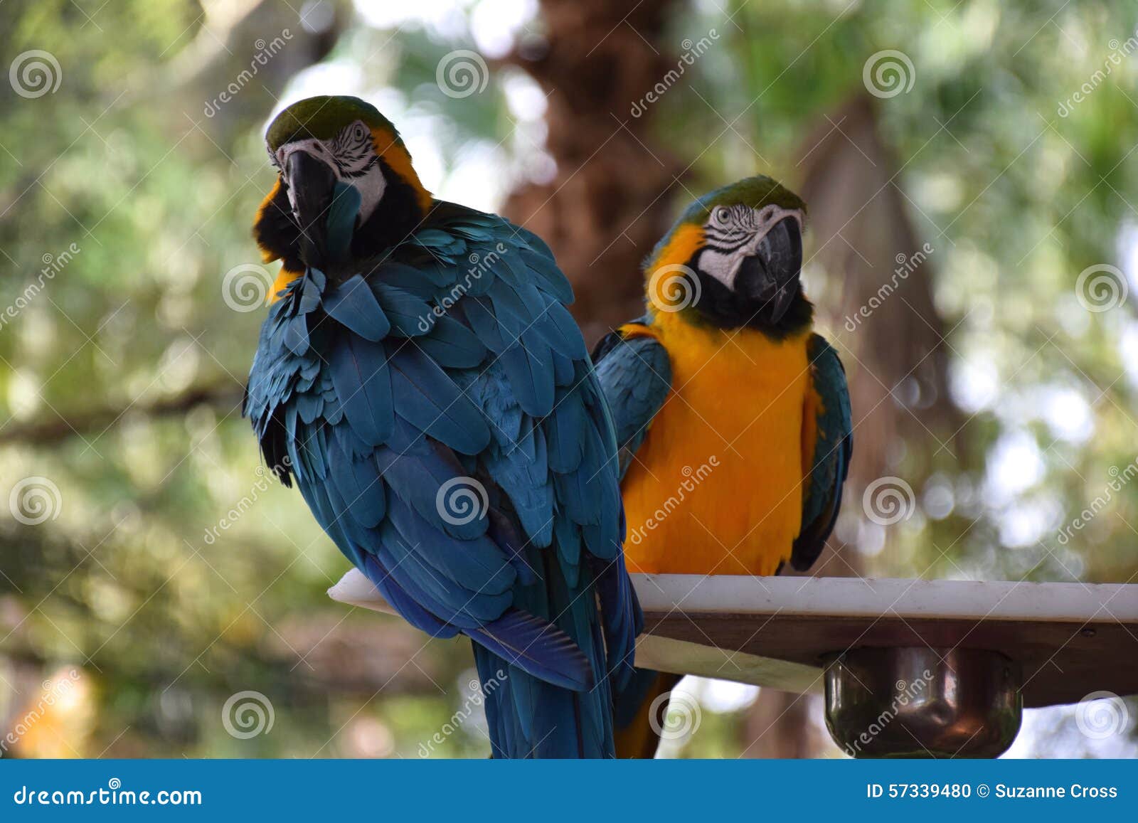 Blue and Yellow Parrots on a Perch Stock Photo - Image of parrots, blue ...