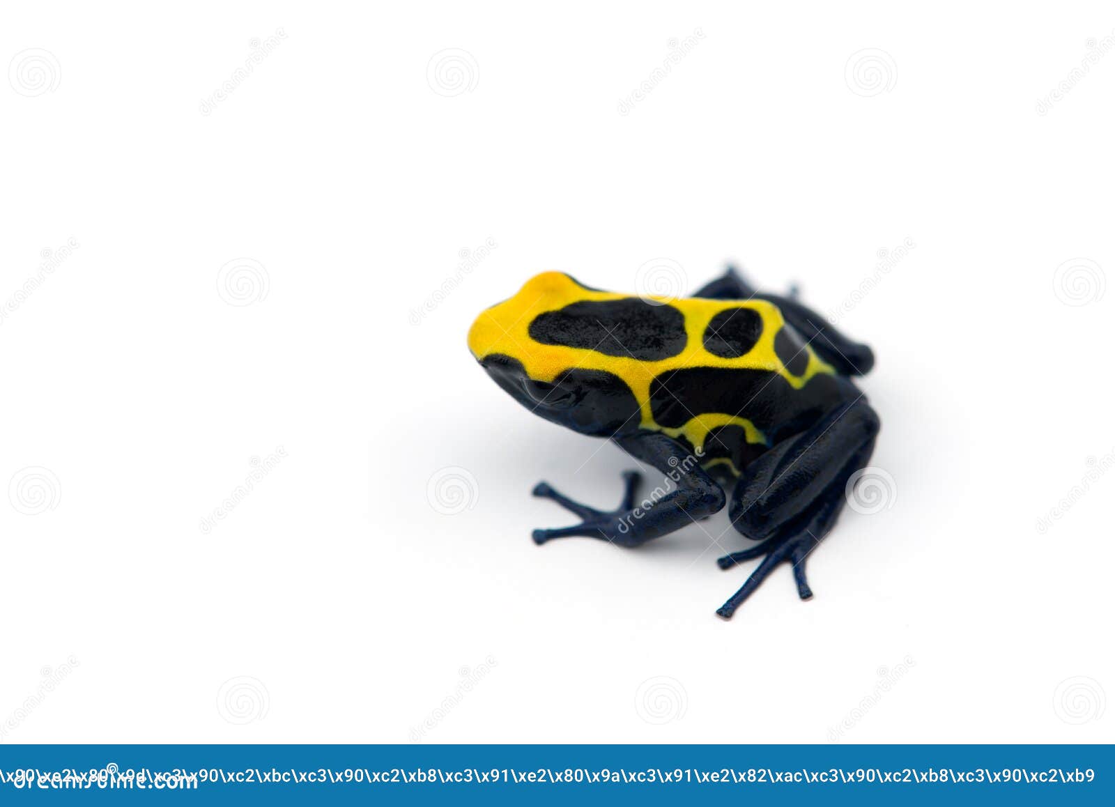 Blue-yellow Poison Dart Frog Isolated on White Background Stock Image ...