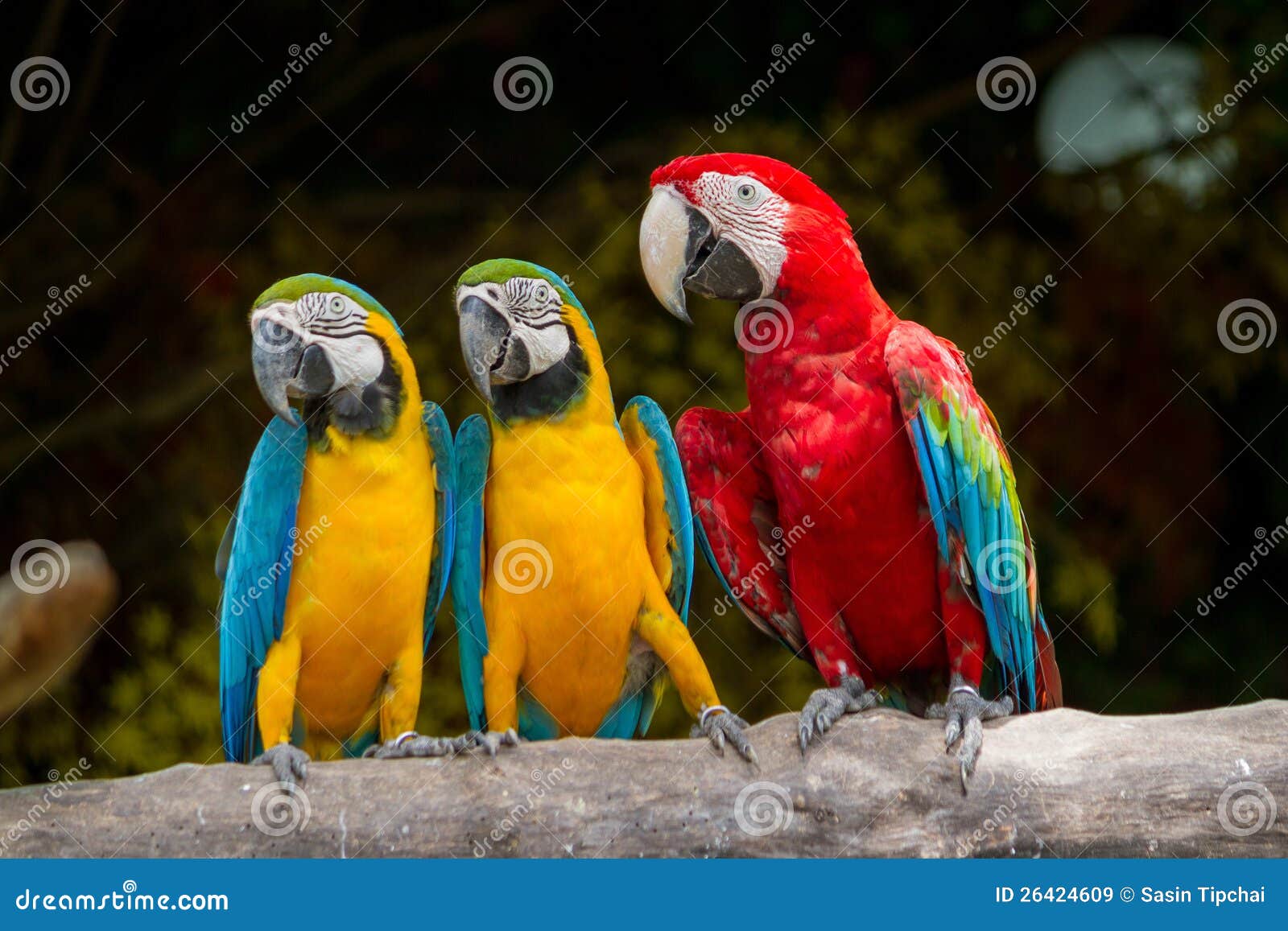 Blue-and-Yellow-Red Macaw stock image. Image of vertebrate - 26424609
