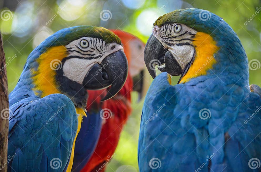 Blue, Yellow and Red Macaws in the Amazon Rainforest Stock Photo ...