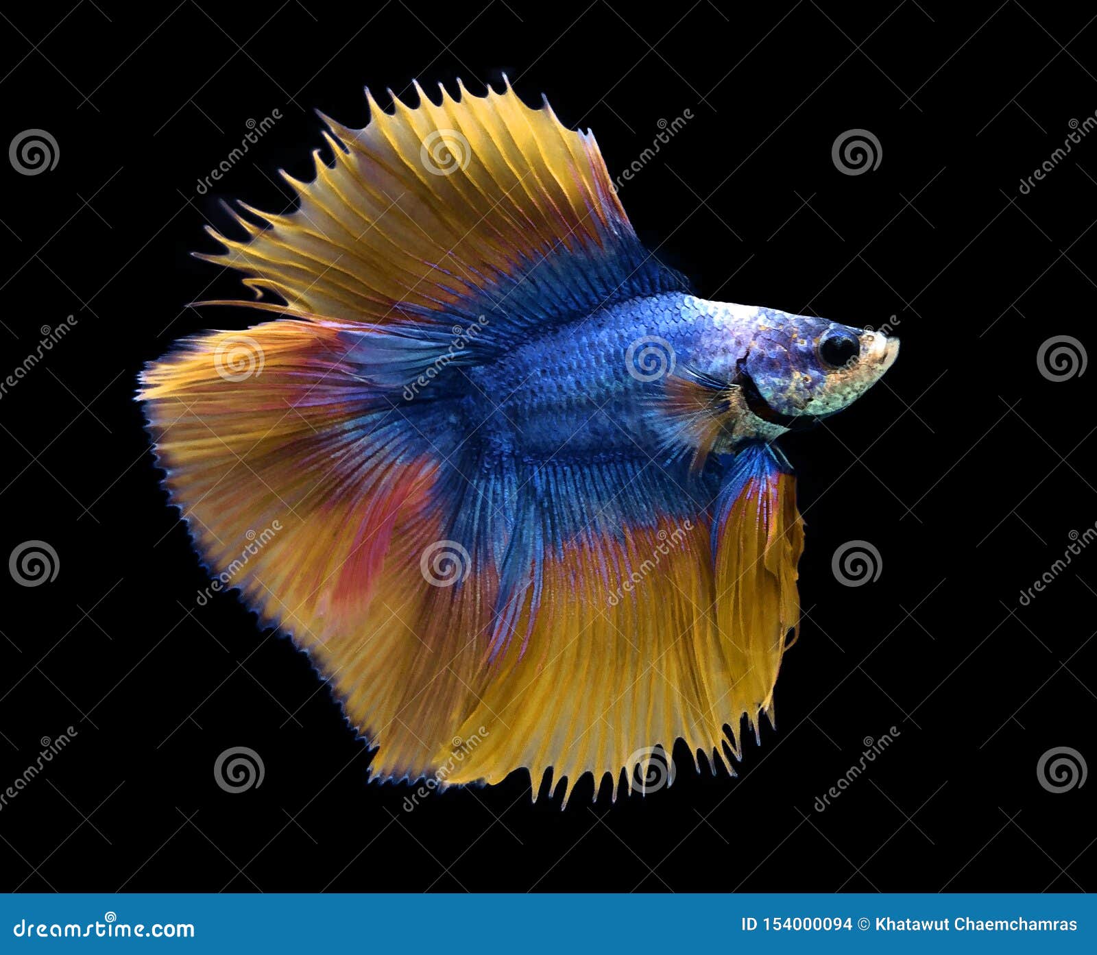 Blue and Yellow Siamese Fighting Fish on Blue Background Stock Photo ...