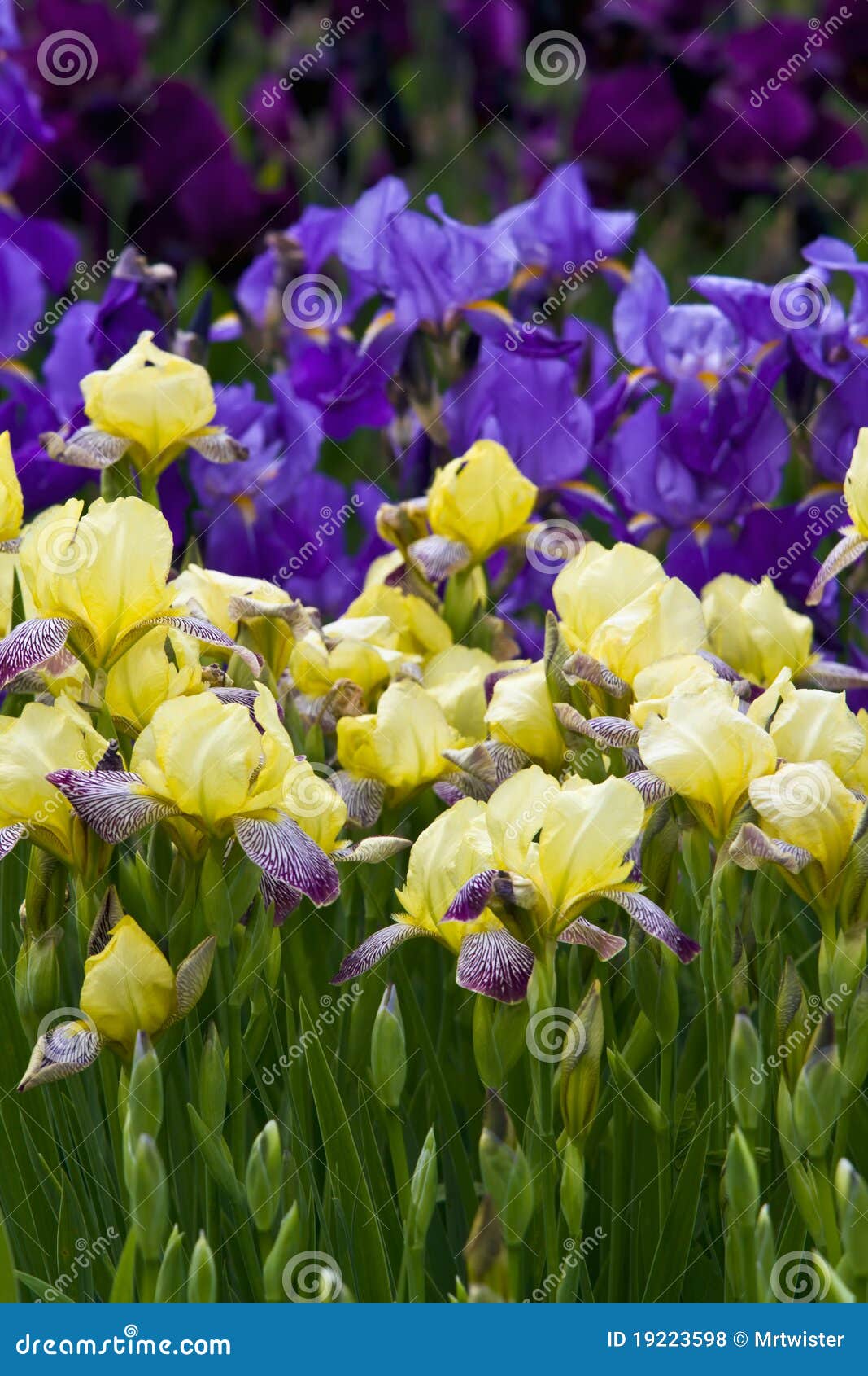 Blue and Yellow Siberian Iris Stock Photo - Image of garden, nature ...
