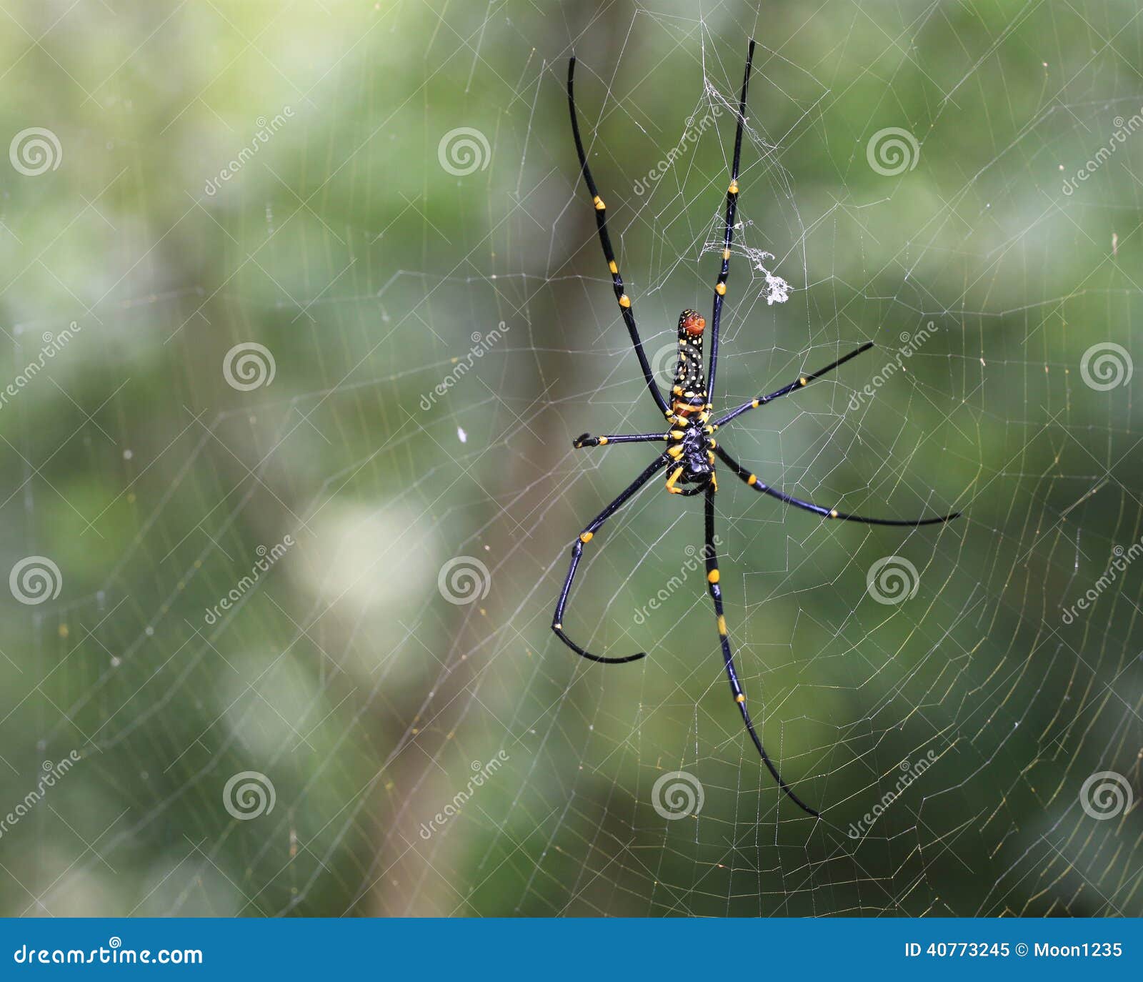 Blue and Yellow Spider on the Spiderweb Stock Image - Image of scary ...