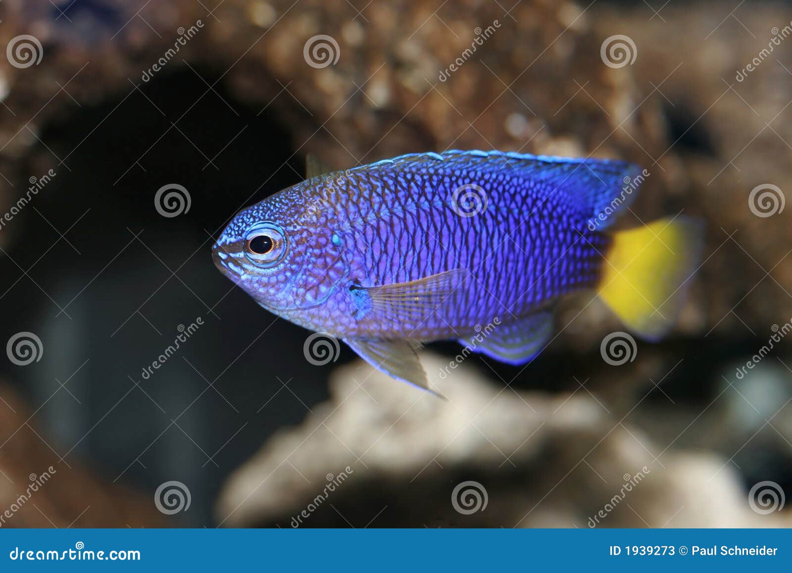 Yellow Tail Blue Damsel