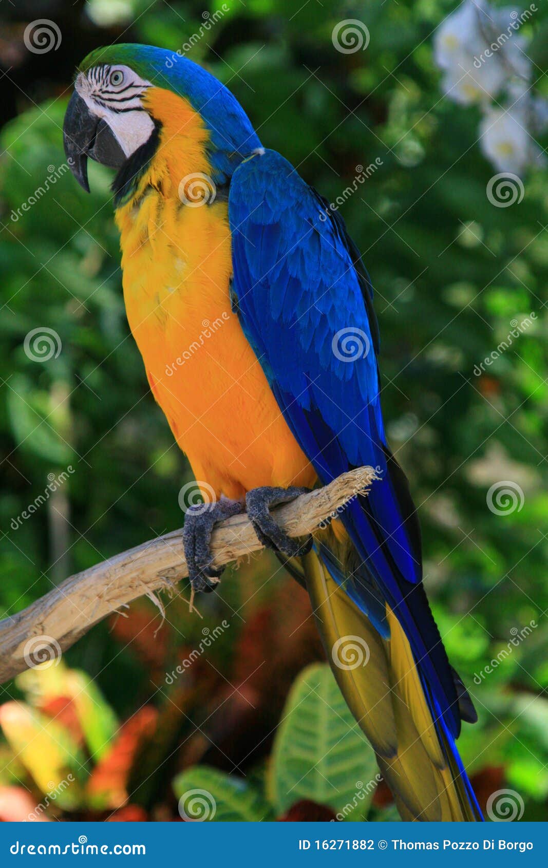 Blue And Yellow Parrots