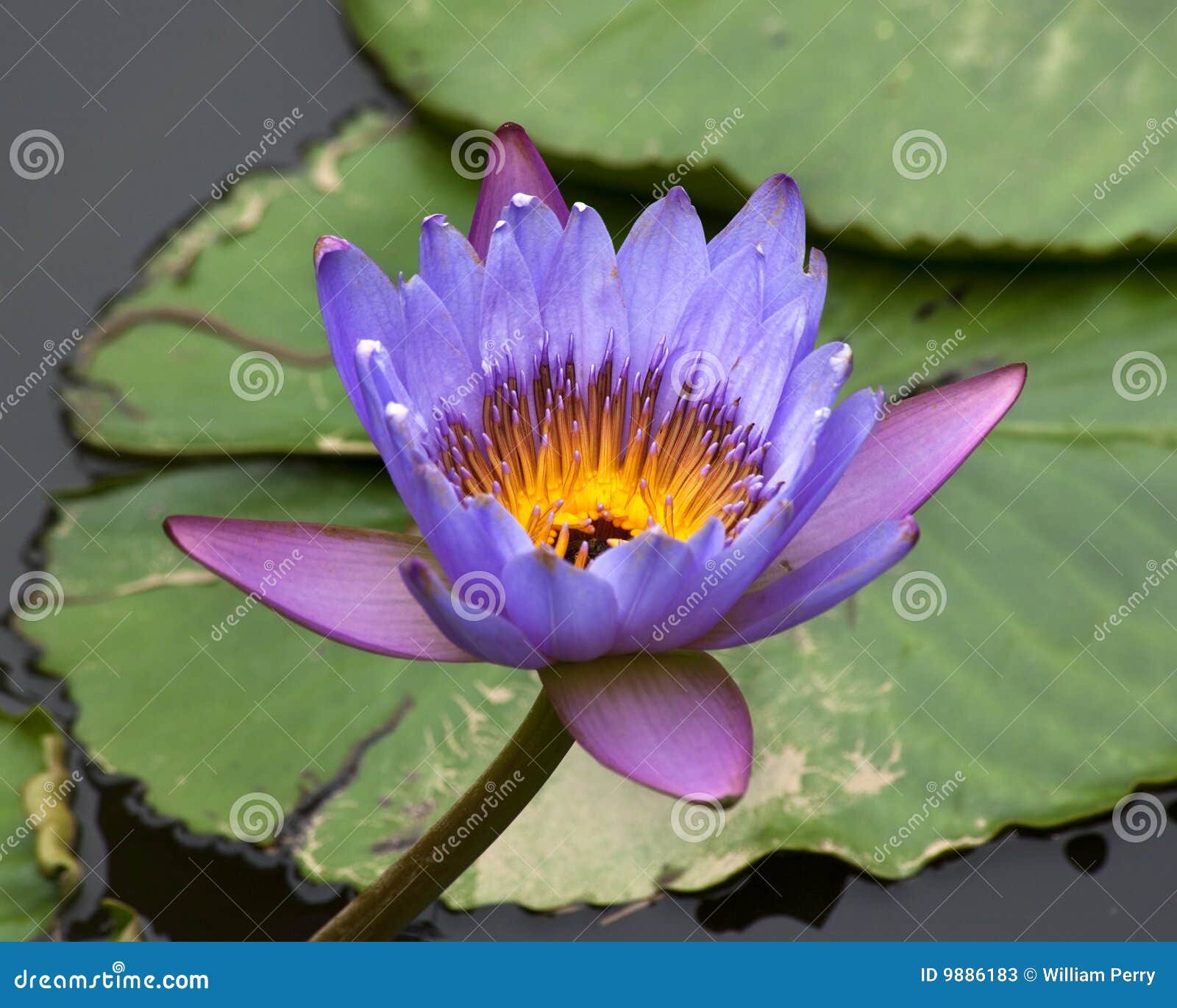Blue Yellow Water Lily and Pads Stock Image - Image of lilies, macro ...