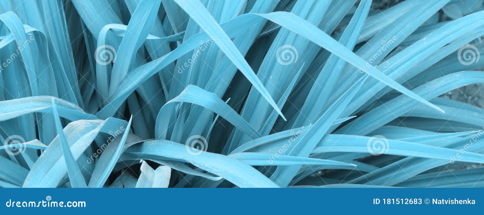 Blue Young Leaves in the Spring. Texture Background for Design Stock ...