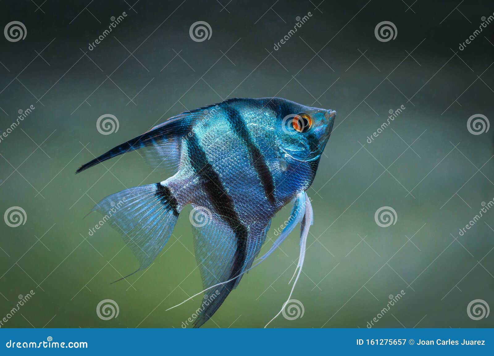 Blue Zebra Angelfish in Tank Fish Stock Image - Image of green ...