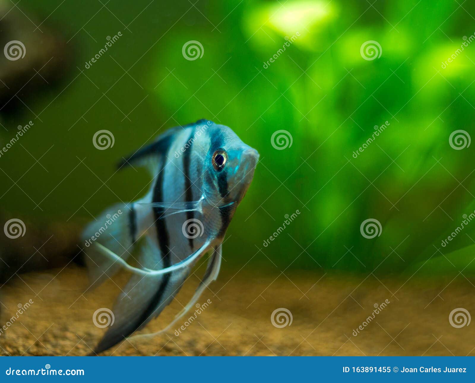 Blue Zebra Angelfish In Tank Fish Pterophyllum Scalare Stock Image ...