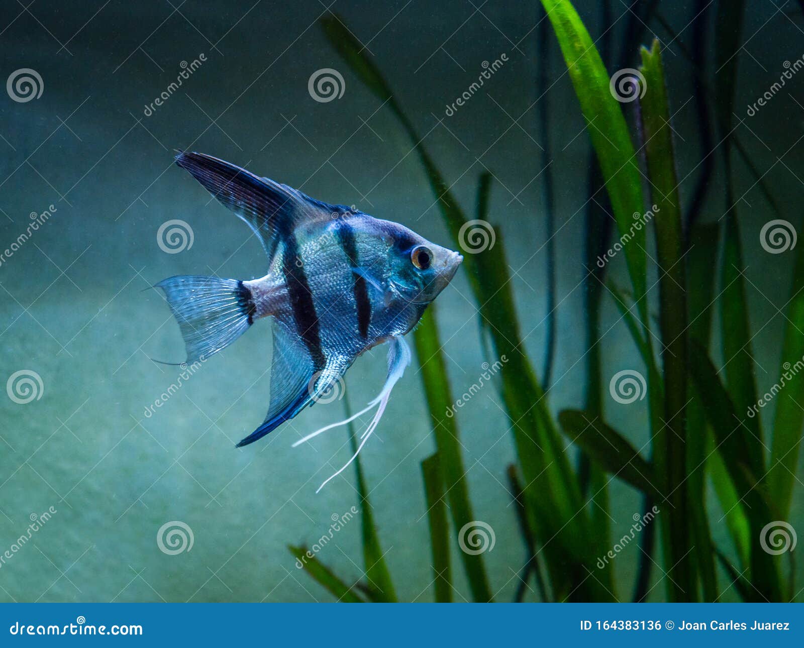 Blue Zebra Angelfish in Tank Fish Pterophyllum Scalare Stock Photo ...