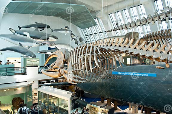 Blue Zone of Natural History Museum Editorial Photography - Image of ...