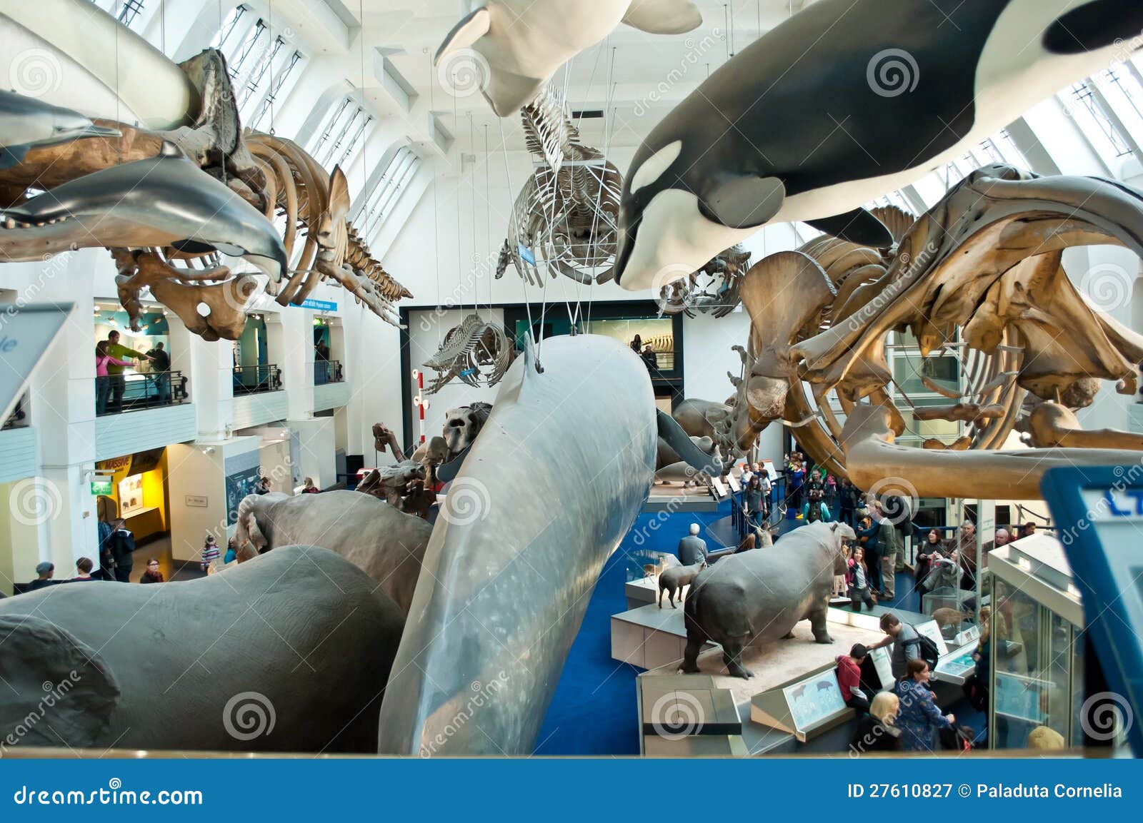 Blue Zone of Natural History Museum Editorial Photography - Image of ...