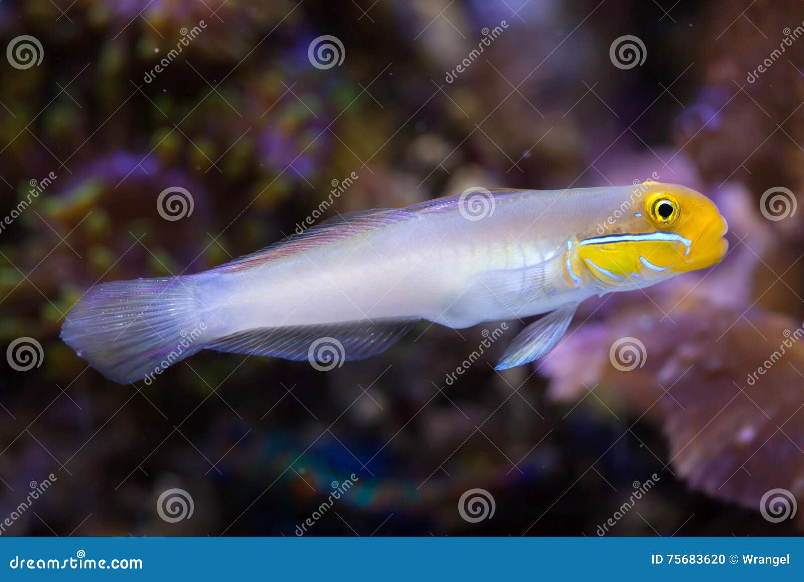 Blueband Goby (Valenciennea Strigata). Stock Photo - Image of indo ...