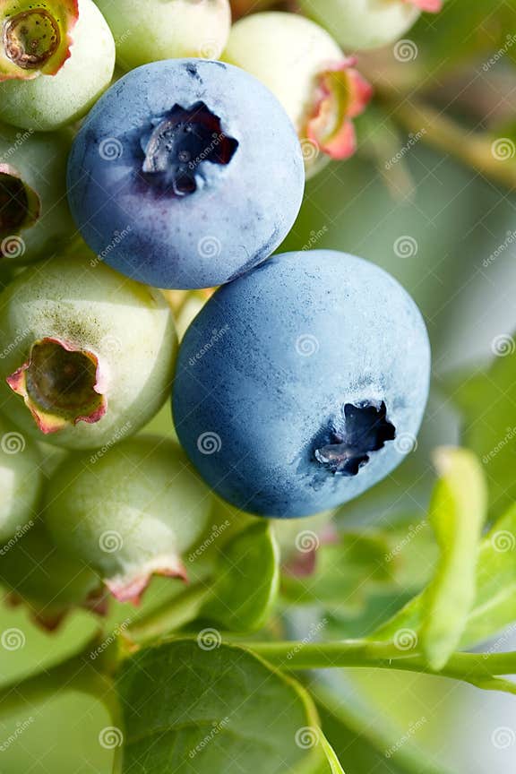 Bluebbery stock image. Image of healthy, unripe, summer - 1220645