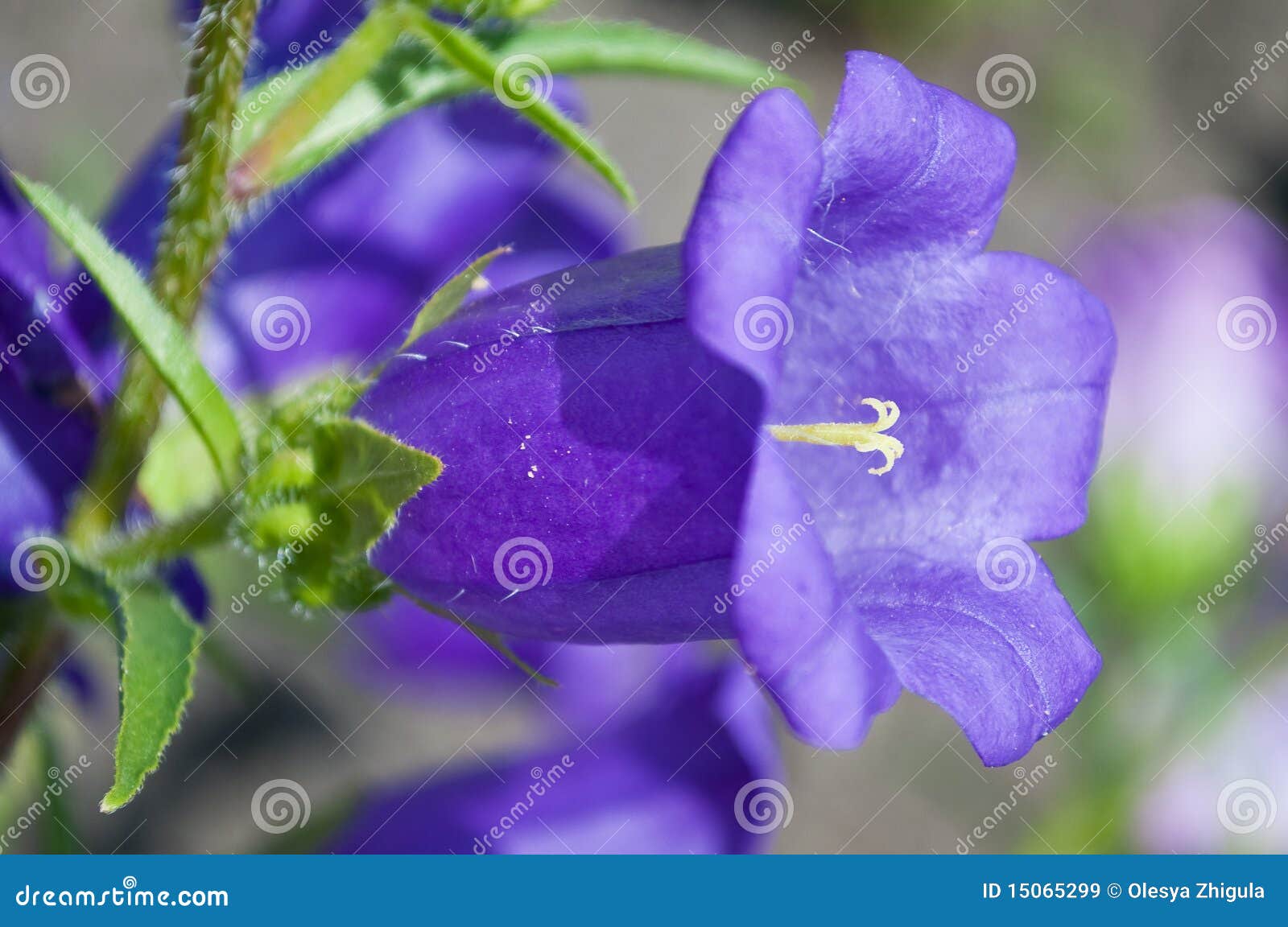 Bluebell stock image. Image of green, environment, landscape - 15065299