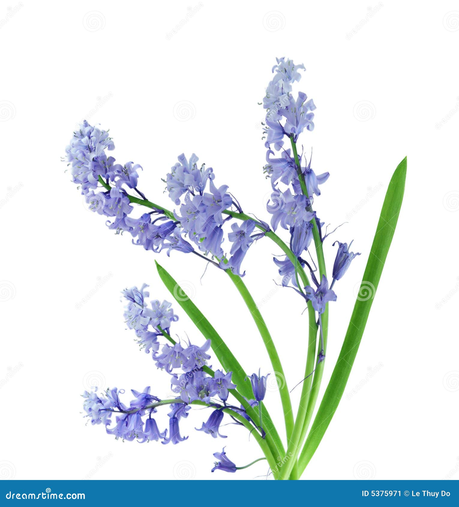 Bluebell stock image. Image of allergy, bluebell, flower - 5375971