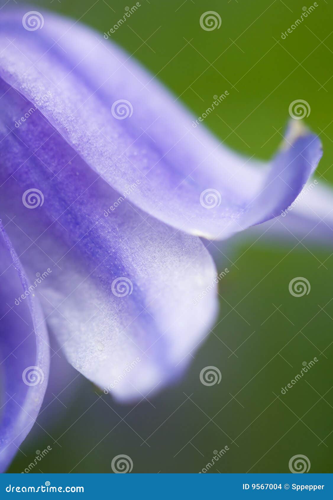 Bluebell stock photo. Image of blur, hanging, texture - 9567004