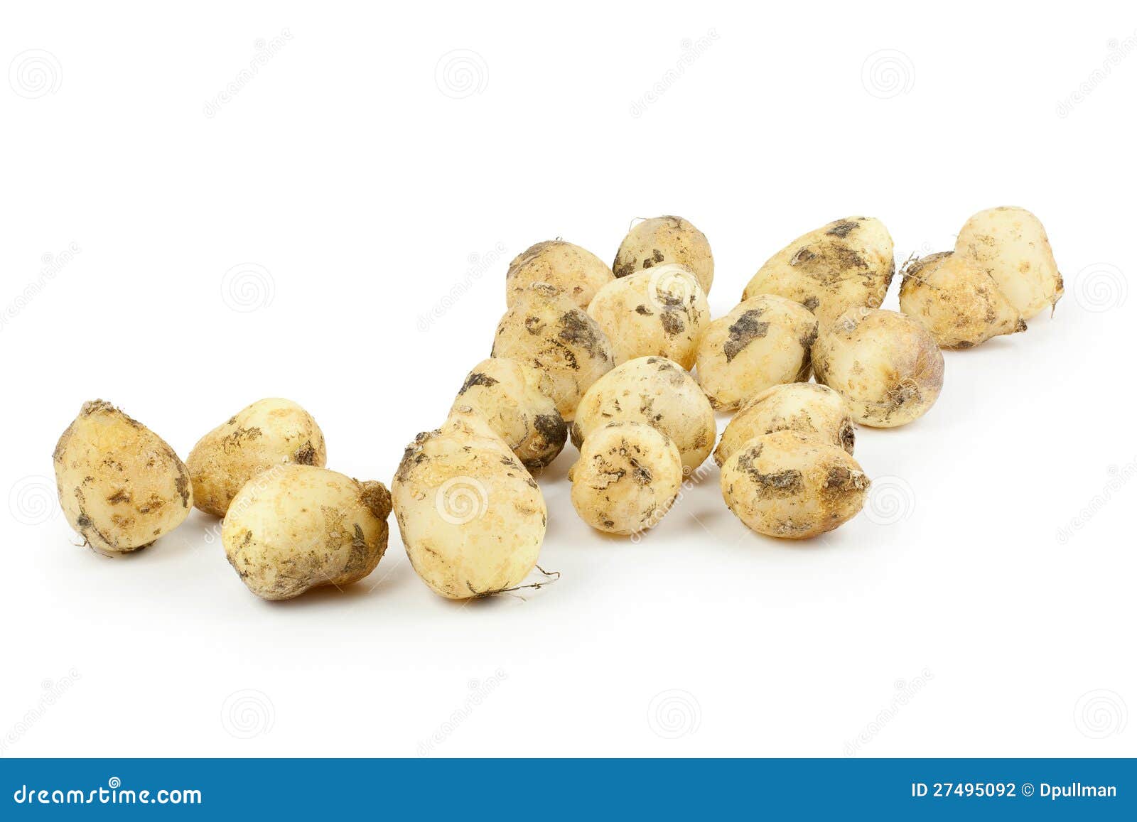 Bluebell Bulbs stock photo. Image of nature, organic - 27495092