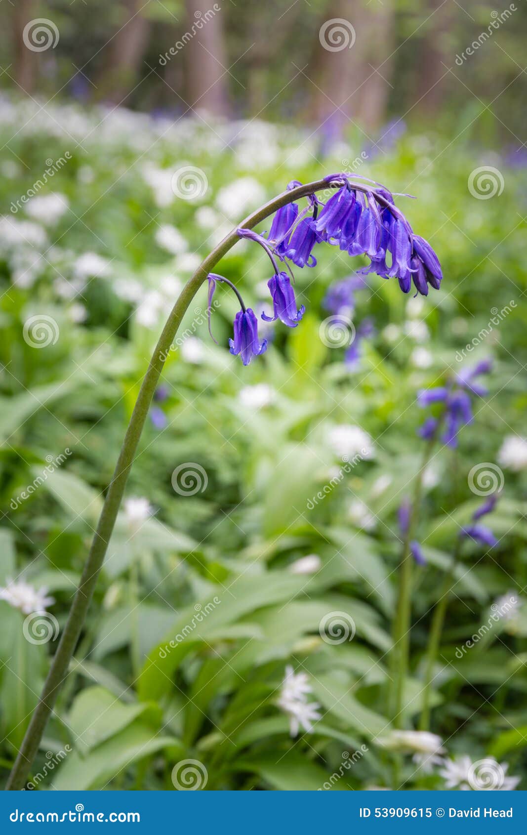 Bluebell close up portrait stock image. Image of close - 53909615