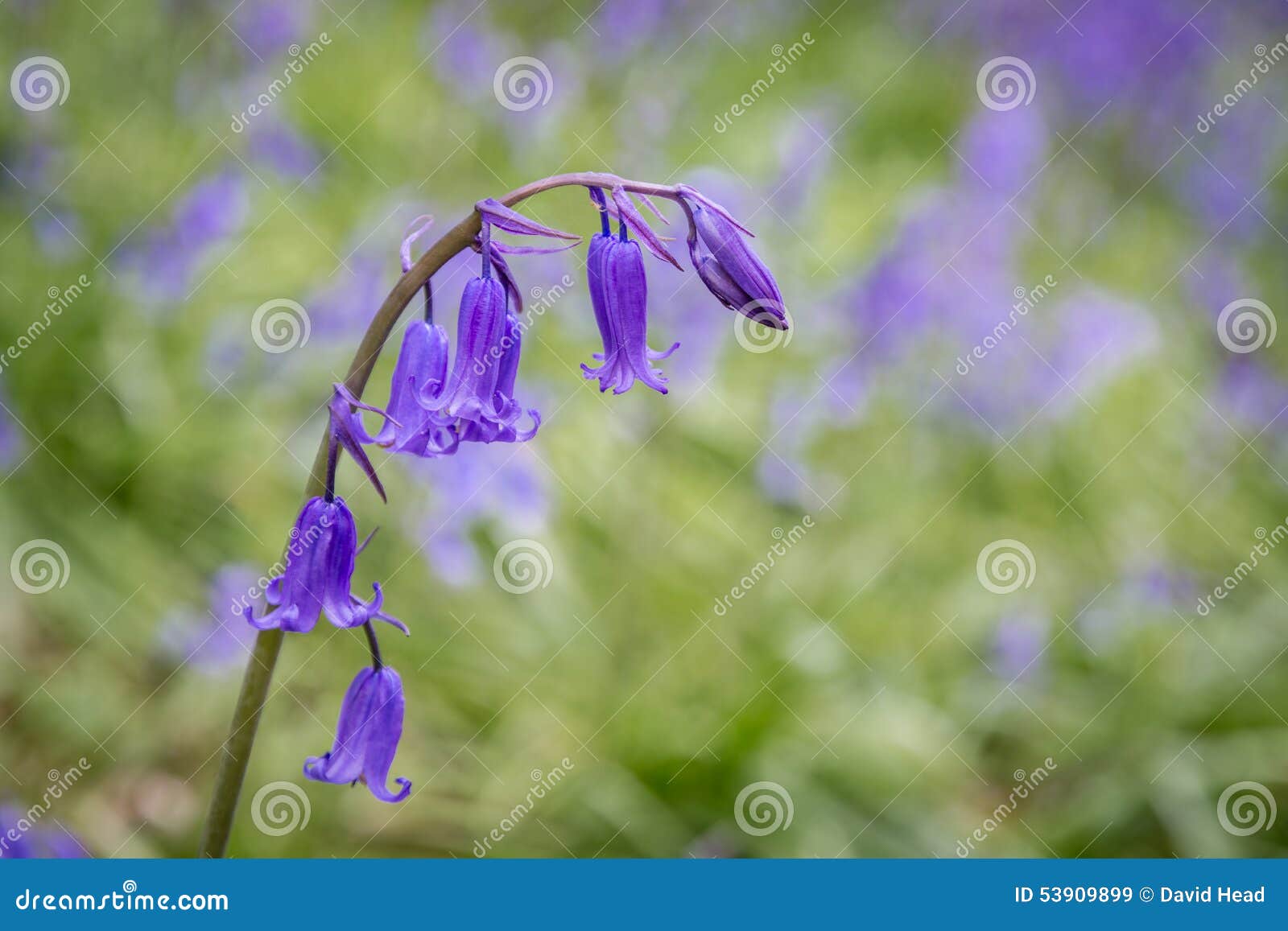 Bluebell close up stock image. Image of petal, horticulture - 53909899